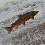 Different Salmon Varieties and Their Flavors - The Fork Bite