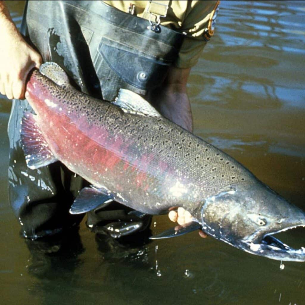 Different Salmon Varieties and Their Flavors - The Fork Bite