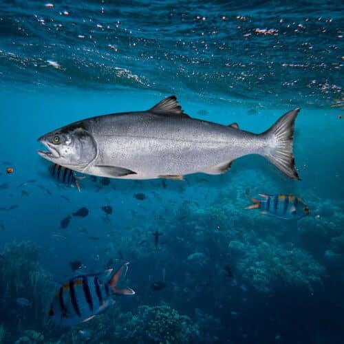 Different Salmon Varieties and Their Flavors - The Fork Bite